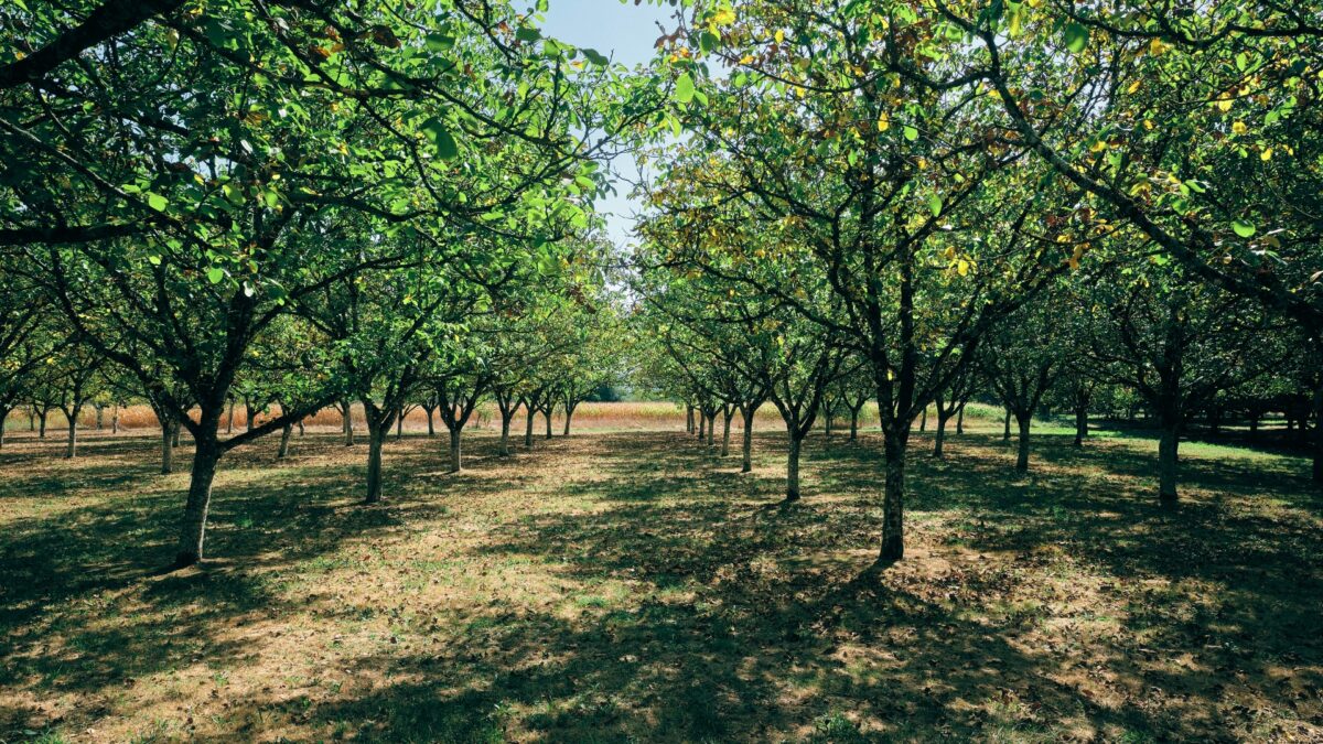 20 Plants That Thrive Under Black Walnut Trees And Fill That Bare Spot ...