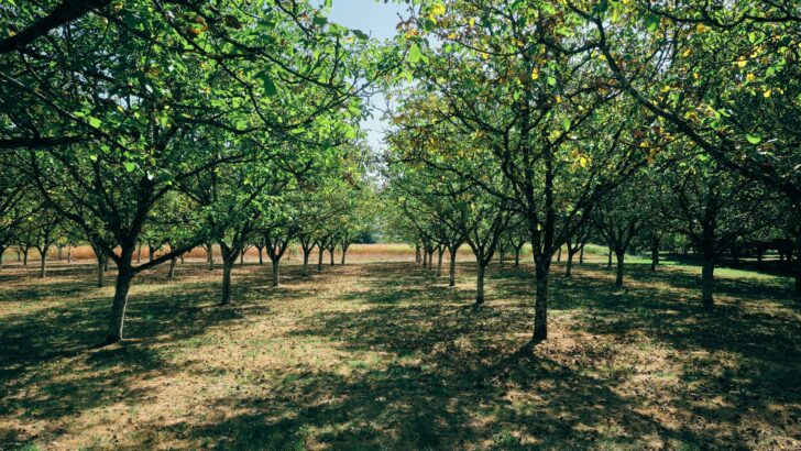 20 Plants That Thrive Under Black Walnut Trees And Fill That Bare Spot ...