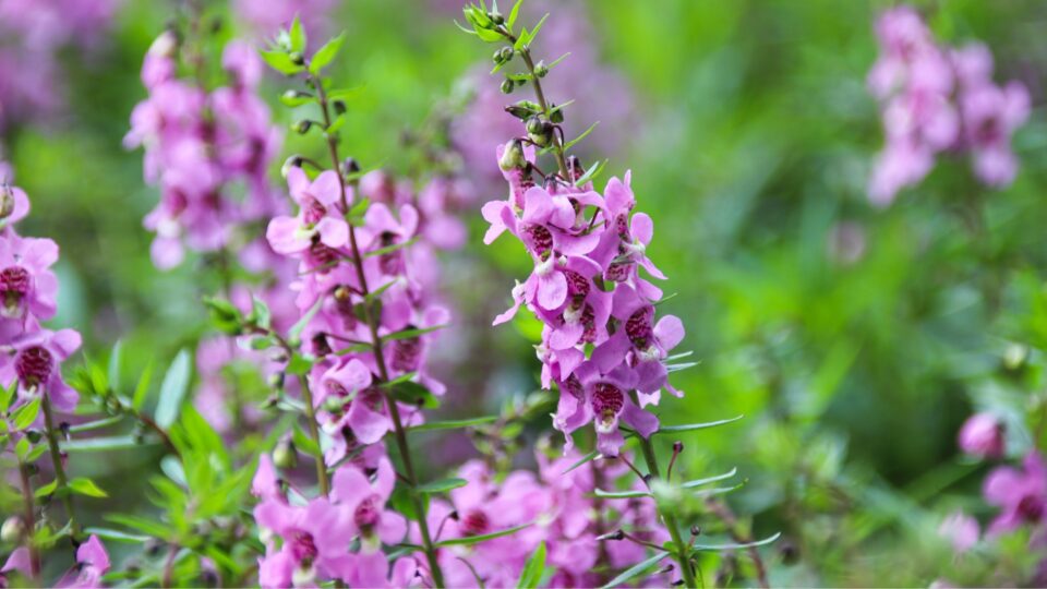 20 Annuals That Provide Continuous Blooms From Spring To Fall (Plus ...