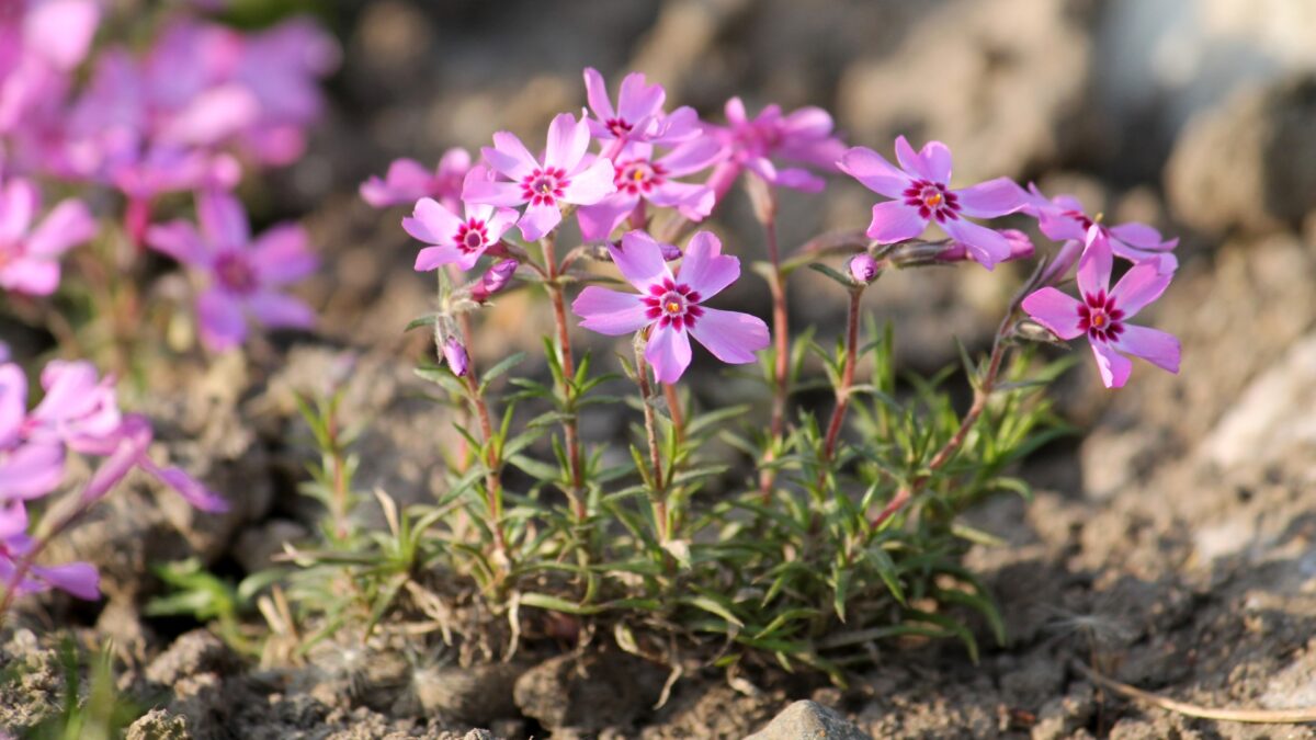 20 April-Blooming Flowers For Rock Gardens And Dry Soil (With Bonus ...