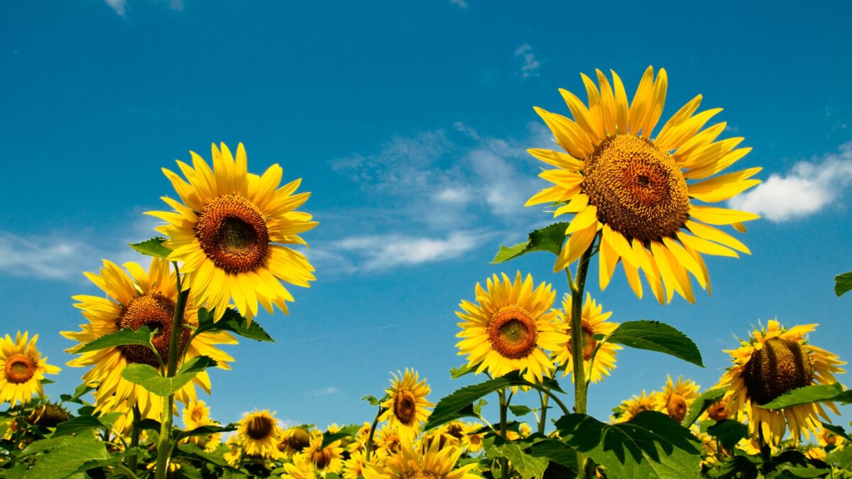20 Beautiful Sunflower Varieties To Brighten Your Garden (And Even More ...