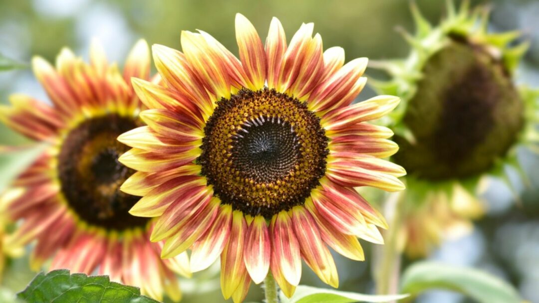 20 Beautiful Sunflower Varieties To Brighten Your Garden (Plus A Few Whimsical Surprises)