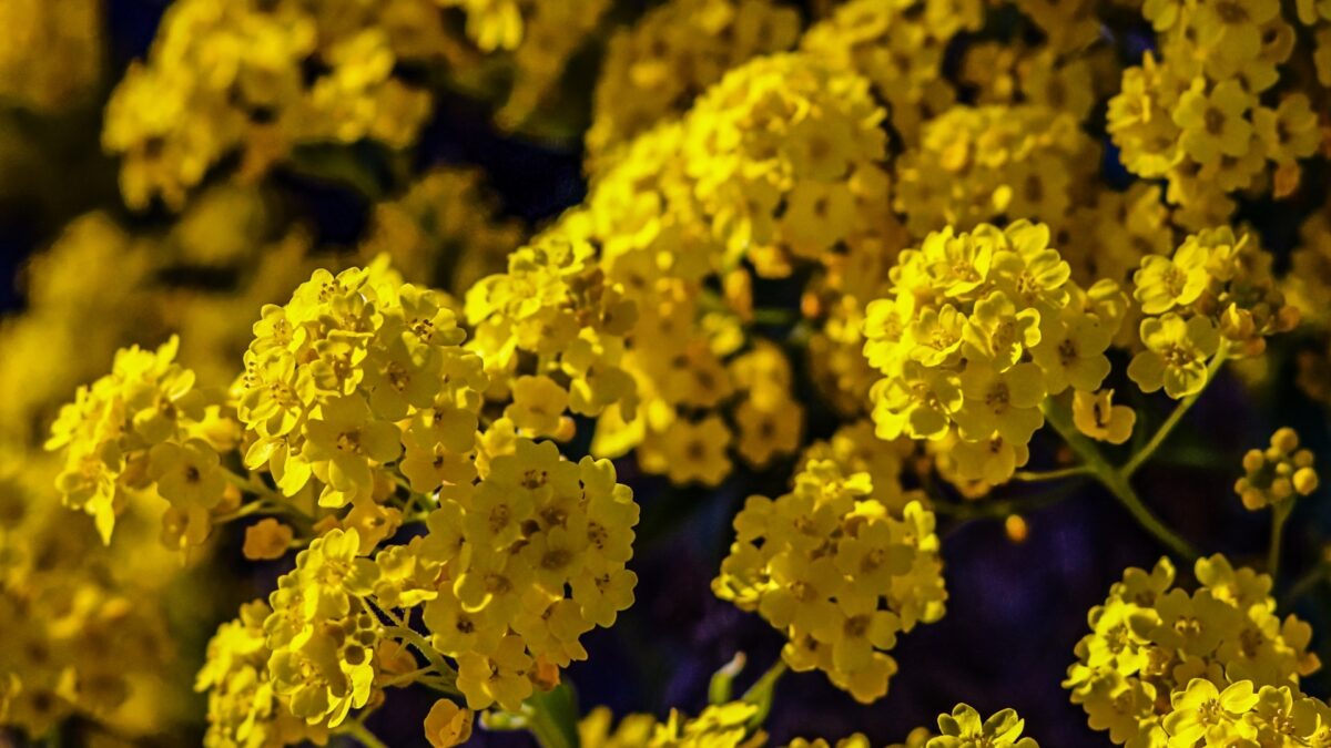 20 Beautiful Yellow Flower Ground Covers (And A Few More To Brighten ...
