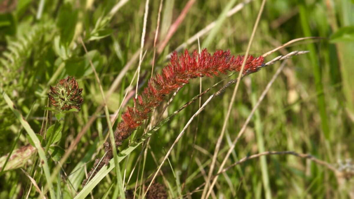 20 Best Types Of Grass For Growing Around Tree Roots (And Some Low ...