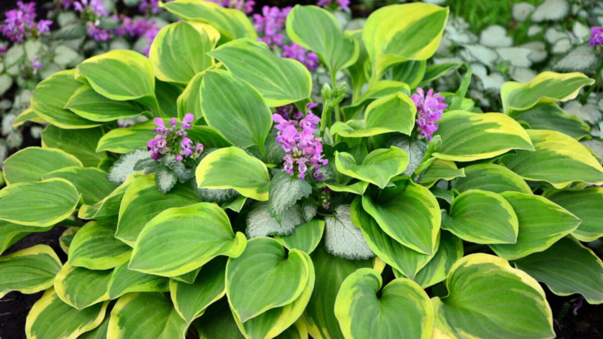 20 Captivating Filler Plants That Will Make Your Garden Look Complete
