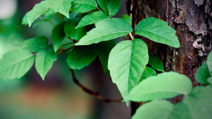 20 Dangerous Weeds You Should Never Touch With Bare Skin (And What To ...