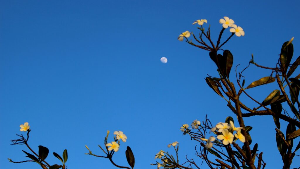 17 Wildflowers That Bloom In The Shade