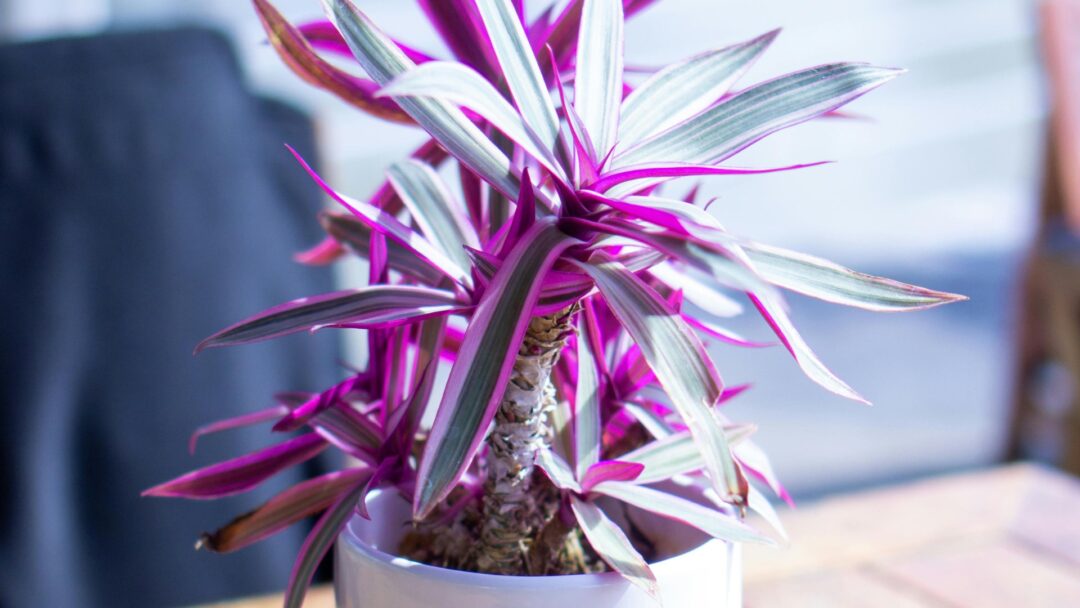 20 Fun Pink Houseplants To Add To Your Collection (And More Blush-Toned ...