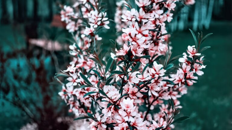 20 Gorgeous Flowering Trees For Small Yards (And A Few More To Turn ...