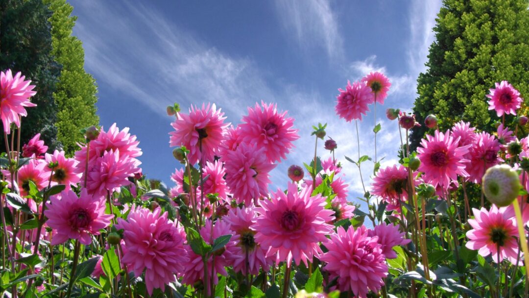 20 Gorgeous Spring Flowers (Plus A Few That’ll Keep Your Garden ...