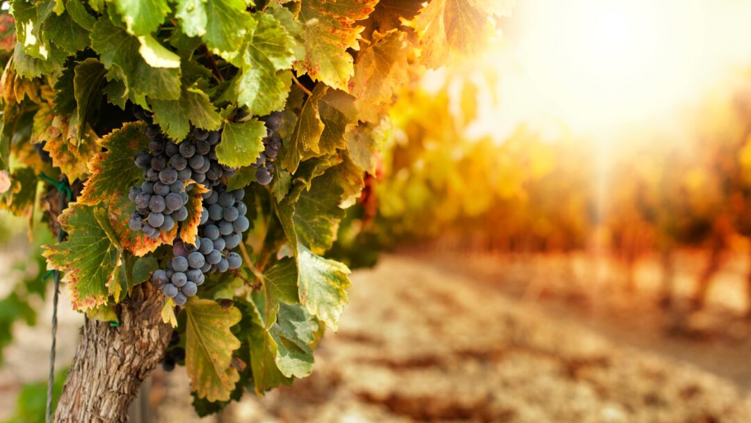 20 Grape Varieties That Were Almost Extinct (Plus Extra Comebacks That ...
