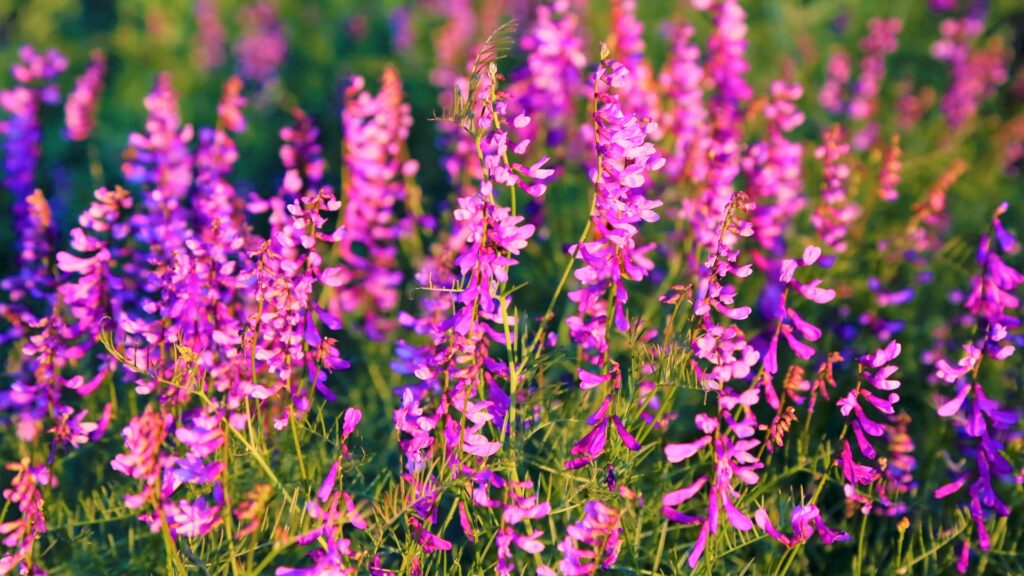 20 Hardy Plants For The Great Plains (And A Few More For Extra Tough Spots)