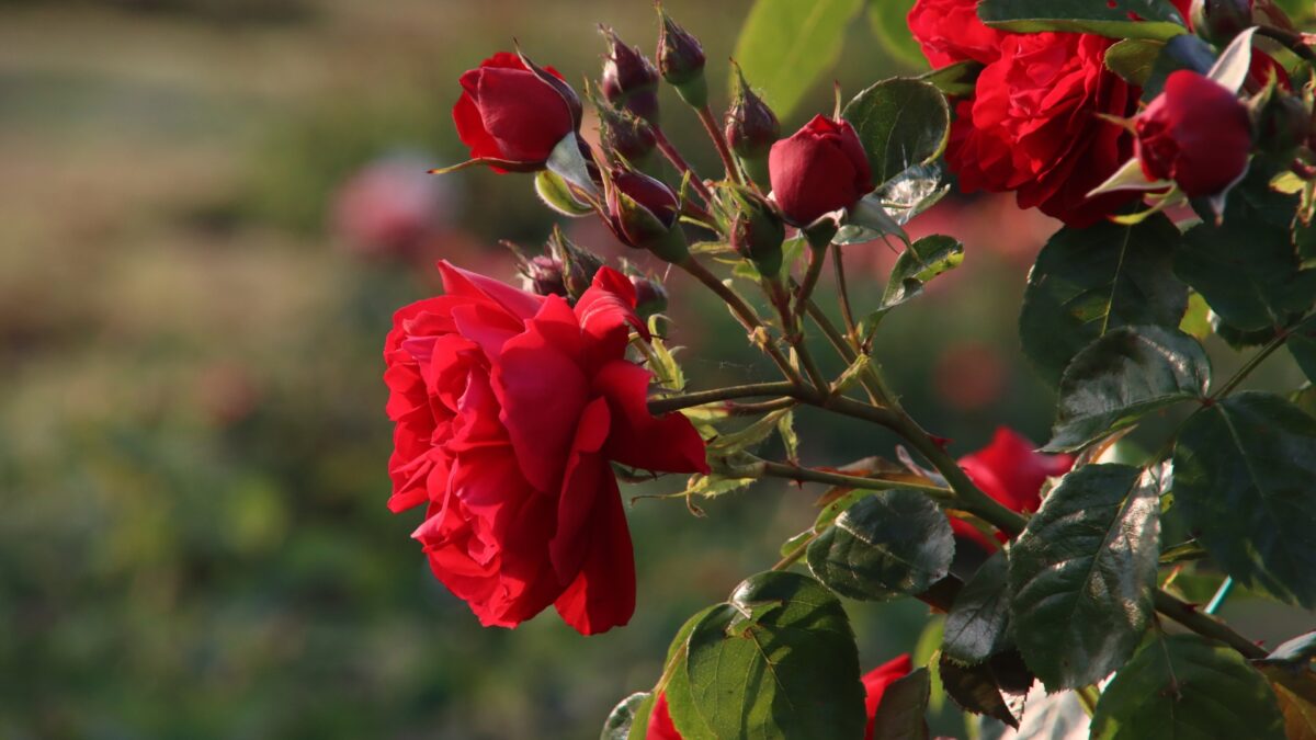 20 Most Fragrant Roses To Grow For A Garden That Smells Like Heaven ...