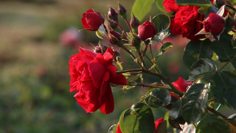 20 Most Fragrant Roses To Grow For A Garden That Smells Like Heaven ...