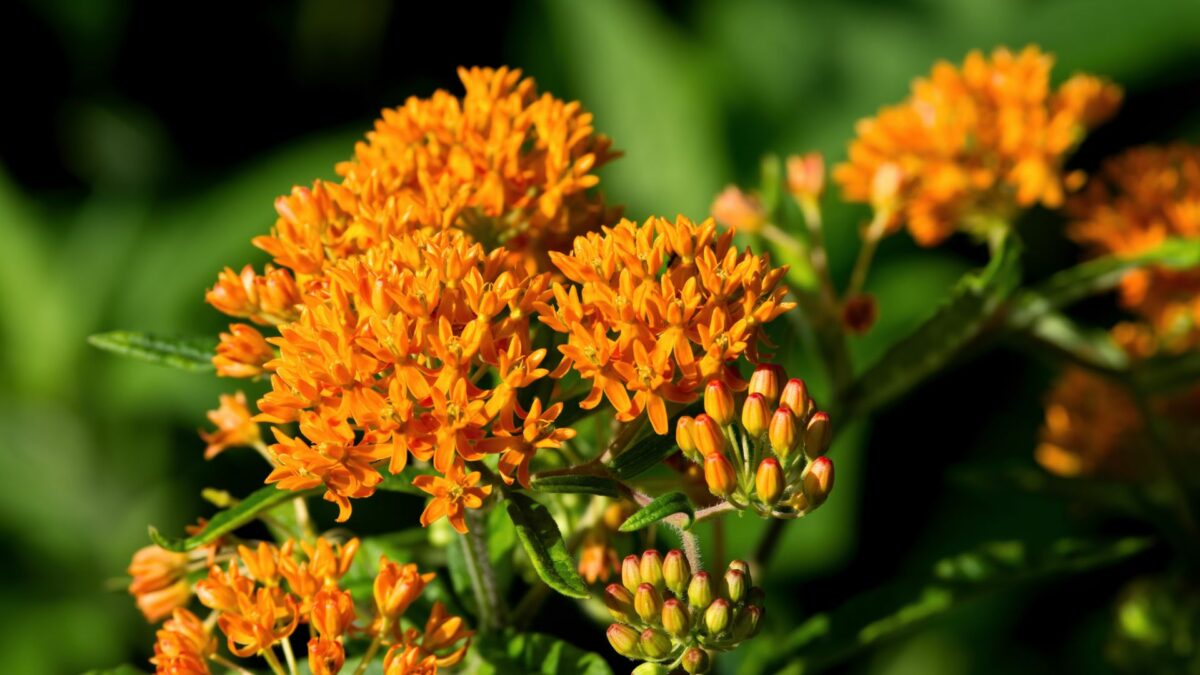 20 Must-Have Midwest Perennials (And 5 Plants That Don’t Make The Cut)