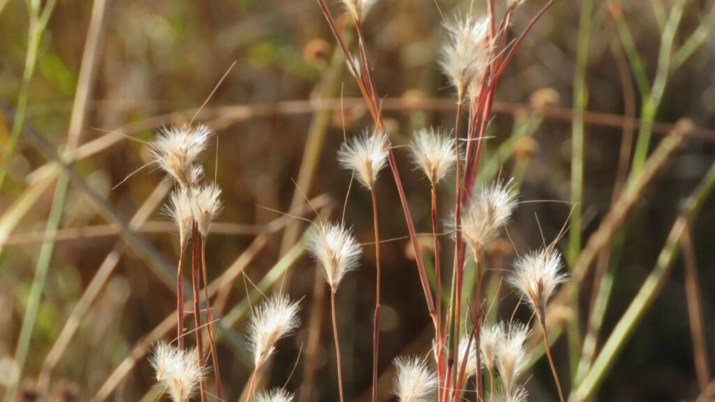 13 Types Of Ornamental Grasses Native To Texas Landscapes