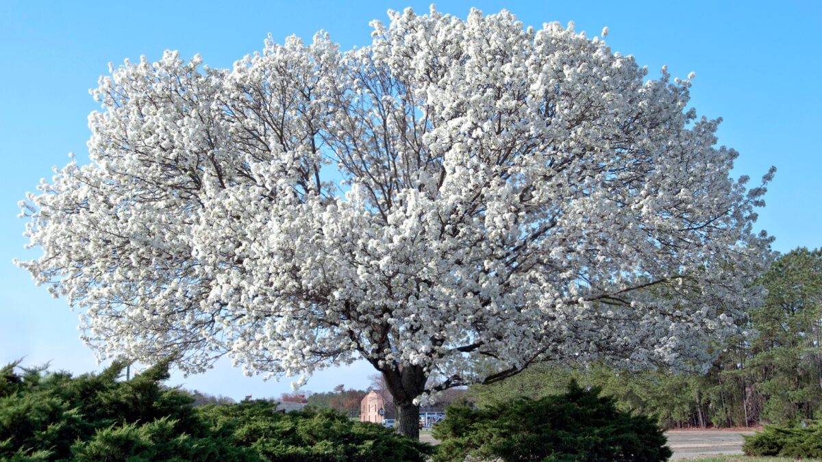 24 Small Trees That Love Full Sun