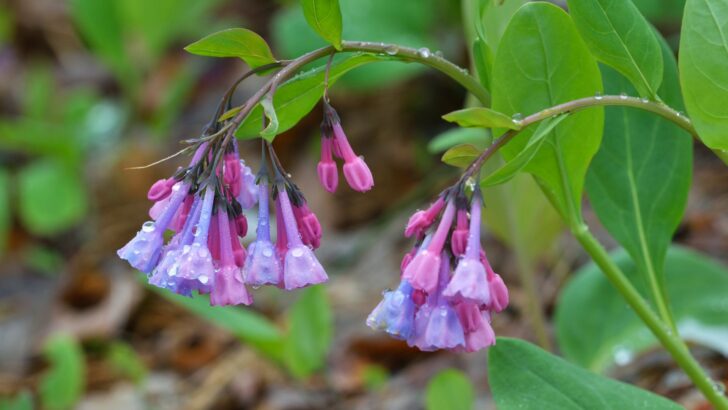20 Perennial Flowers That Are Perfect For A Rain Garden (And A Few To ...
