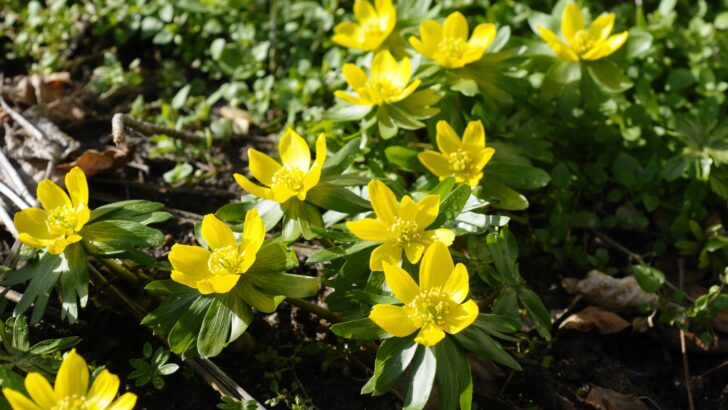 20 Perennials That Burst Into Bloom In Early Spring (And More Stunning ...