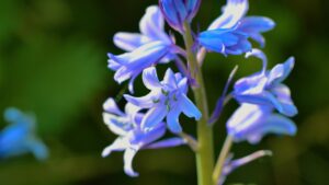 20 Sky-Blue Flowers Worth Planning Your Whole Garden Around (With Some ...