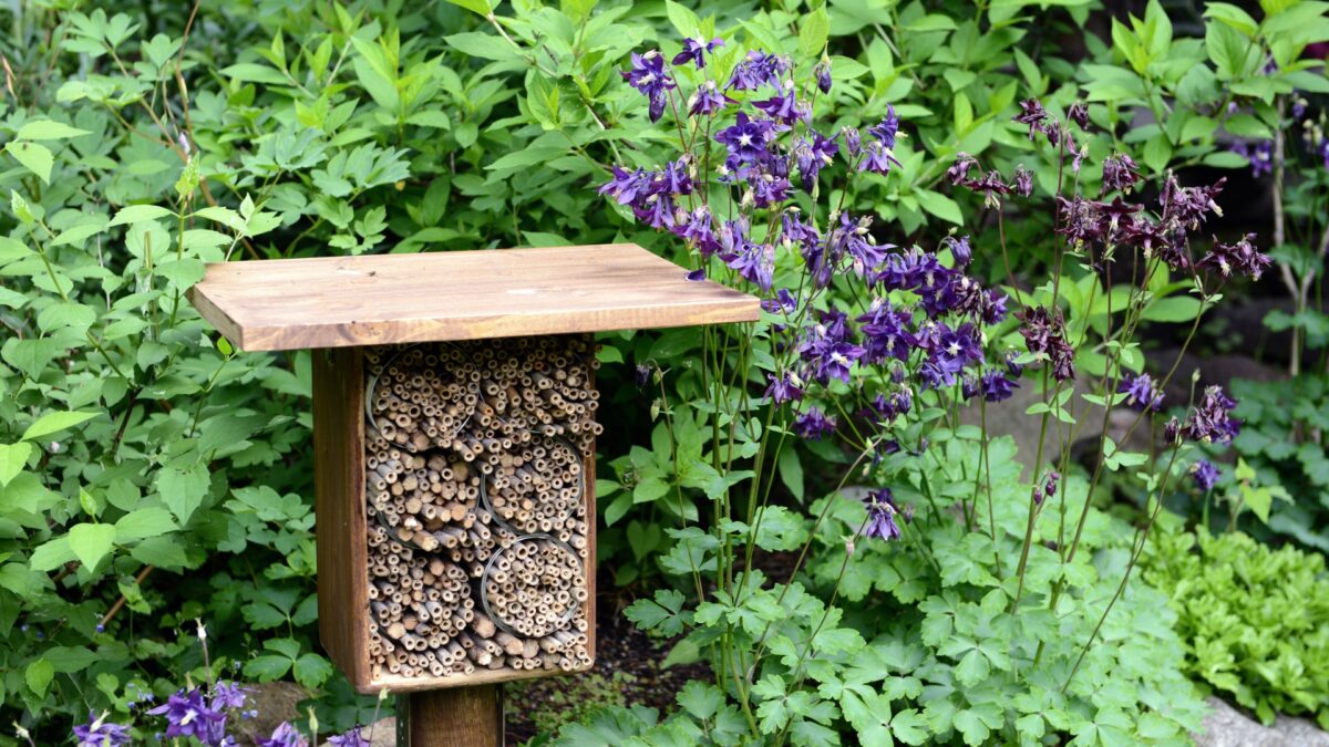 20 Small Wildlife Garden Ideas (Plus Easy Tricks To Create A Buzzing ...