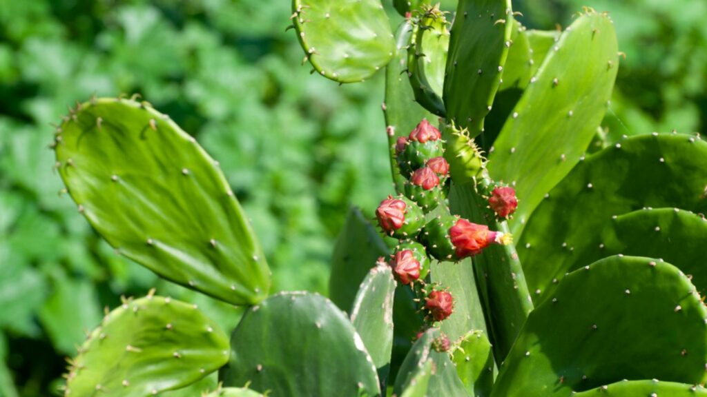 20 Strange-Looking Vegetables You Should Try Growing This Year (+ 10 ...