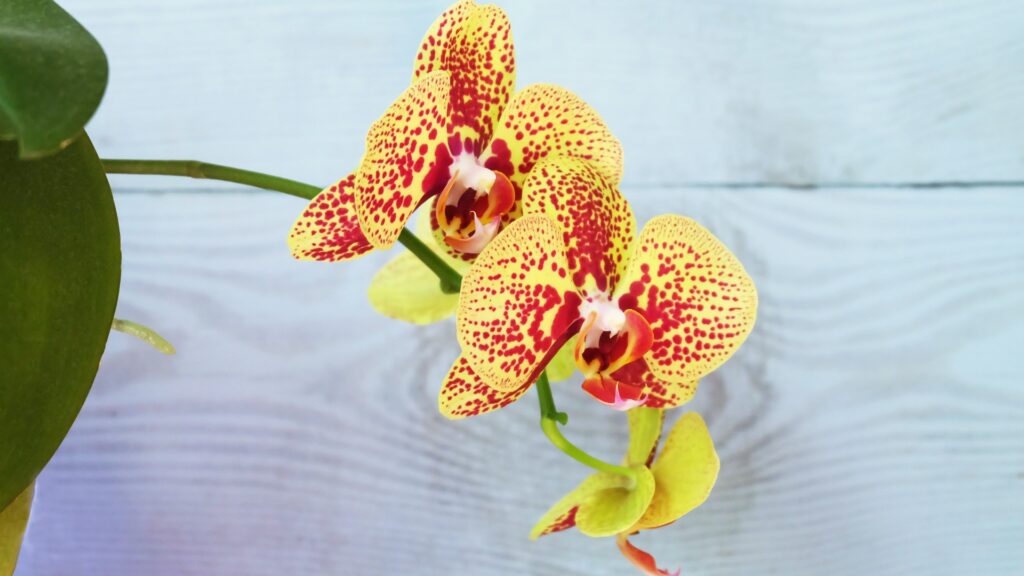 20 Striking Orchids That Make Perfect Houseplants (And Some That Are ...
