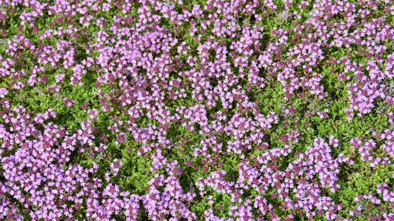 20 Stunning Ground Covers That Thrive In Dry, Rocky Soil (Plus More ...