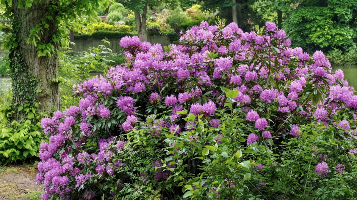 20 Stunning Ways To Use Rhododendron For A Gorgeous Landscape (And How ...