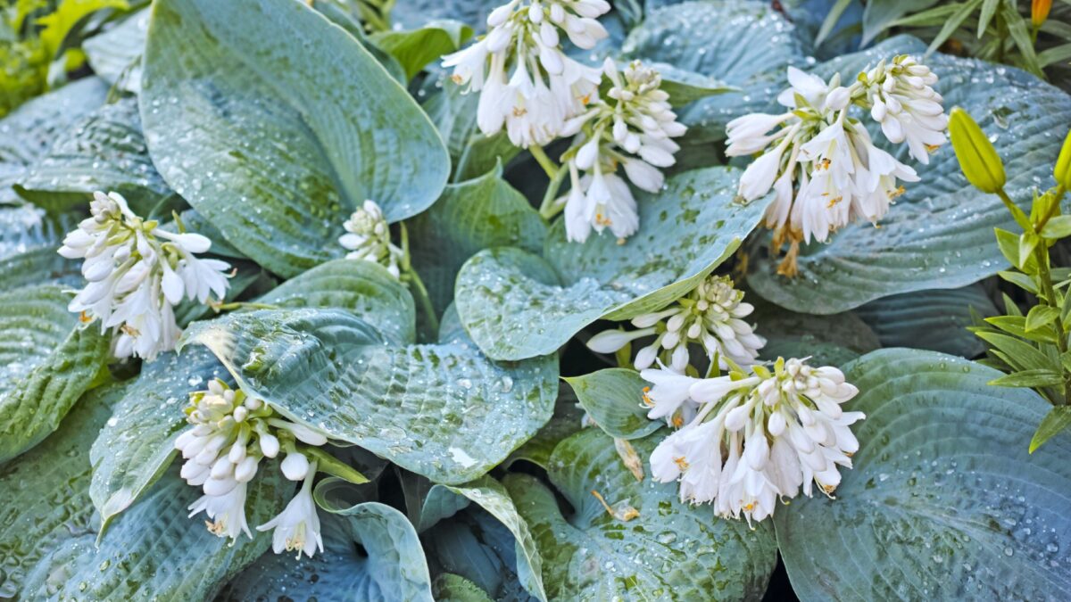 20 Tips For Growing Gorgeous Sun-Tolerant Hostas (Plus Secrets For Non ...