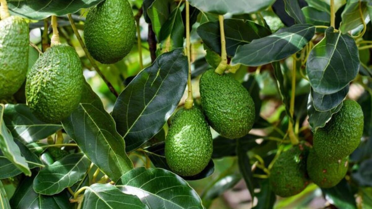 20 Tips To Get An Avocado Tree To Fruit (Plus A Few Secrets You Need To ...