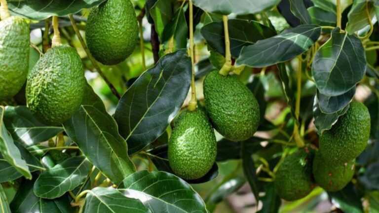 20 Tips To Get An Avocado Tree To Fruit (Plus A Few Secrets You Need To ...