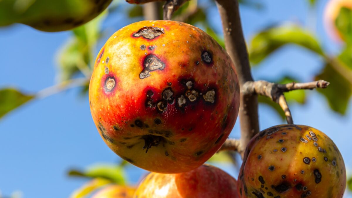 20 Tree Diseases That Threaten Your Landscape (And How To Handle Them ...