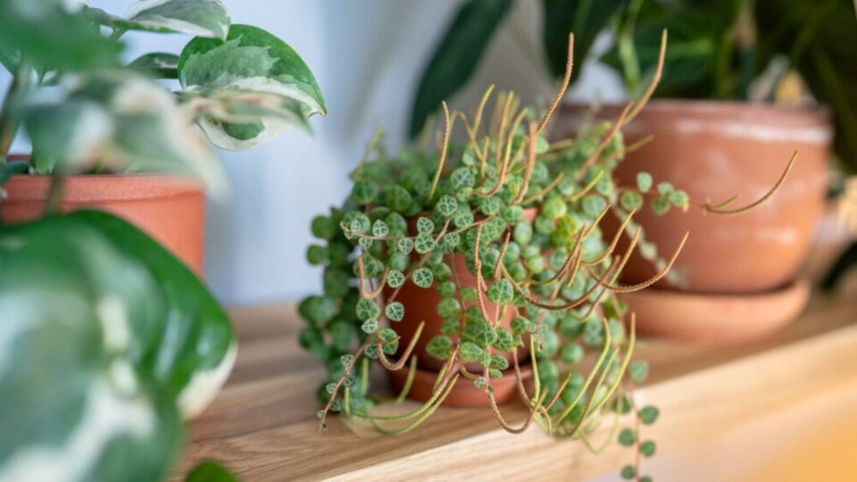 20 Types Of Unique Trailing Plants You Should Grow Indoors (+ 10 That ...