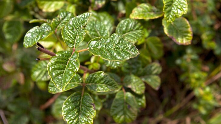 20 Ways To Effectively Get Rid Of Poison Oak And Reclaim Your Backyard ...