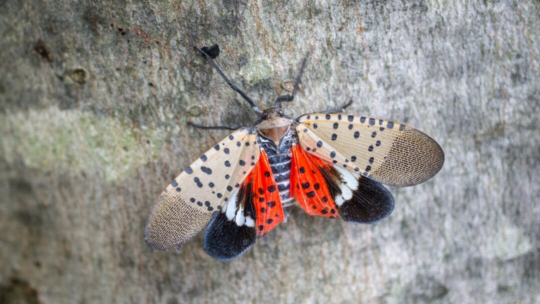 20 Ways To Get Rid Of Spotted Lanternflies In Your Yard (And Keep Them From Coming Back)