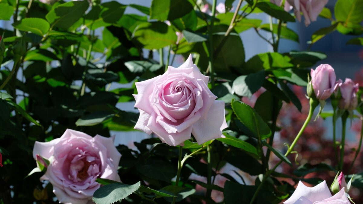 20 Ways To Protect Your Roses From Pests And Diseases (Plus Things You ...