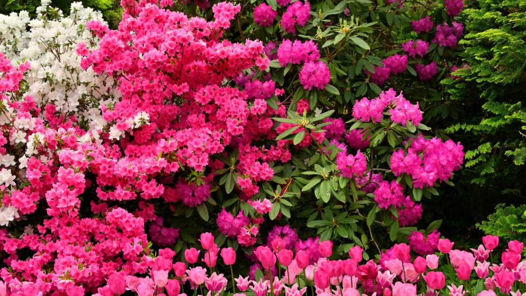 20 Ways To Use Azaleas In Your Landscaping Without Splurging On A ...