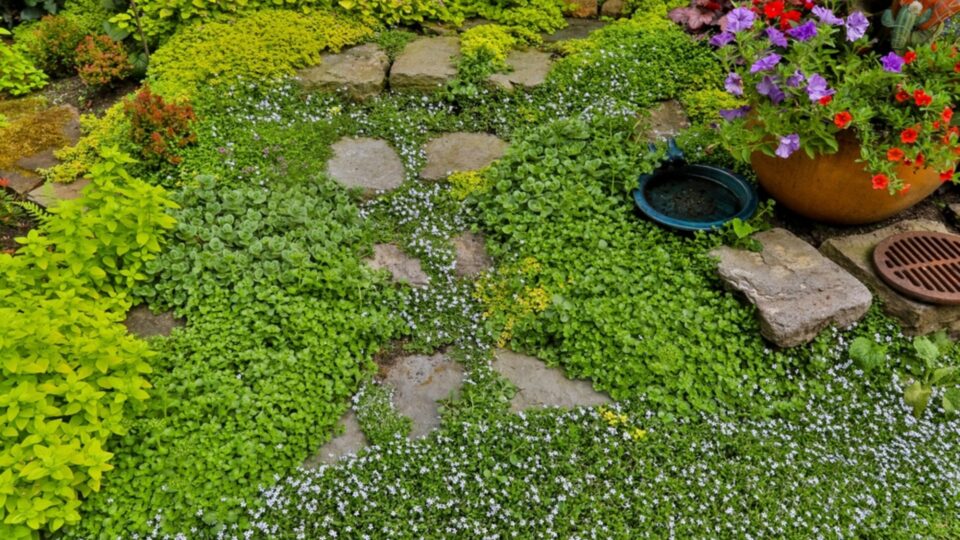 22 Easy No-Mow Grass Alternatives For Your Lawn (Plus Eco-Friendly ...