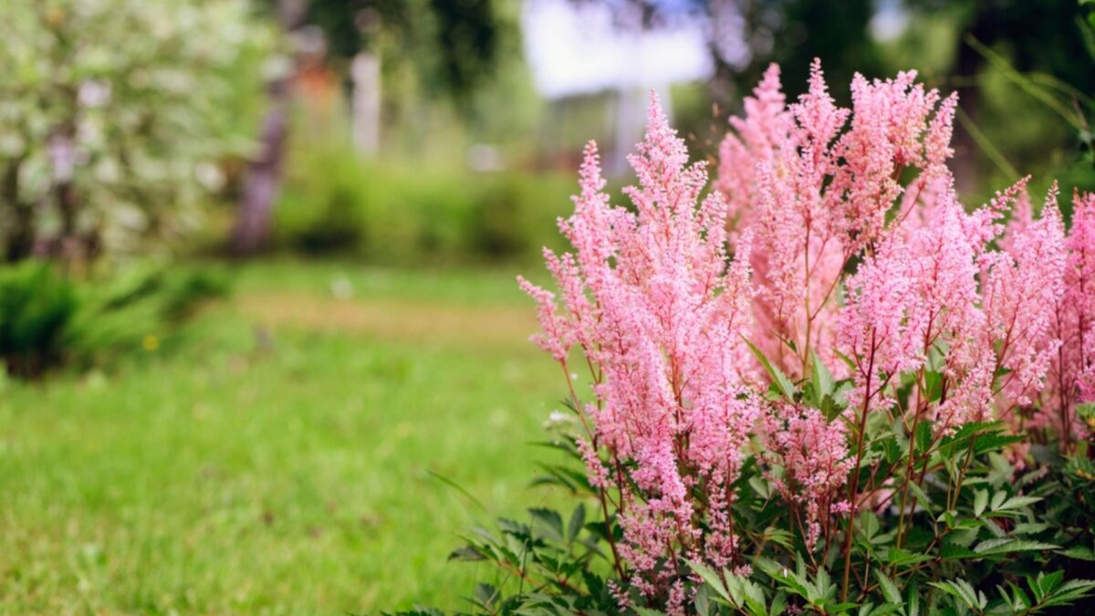 22 Long-Blooming Flowers That Start In April And Keep Thriving (And A ...