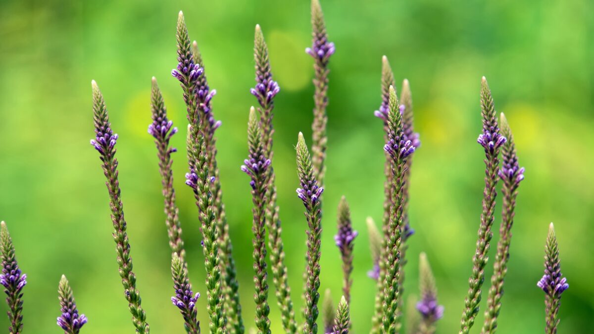 22 Reasons You Should Grow Blue Vervain In Your Garden (And How To Grow It)