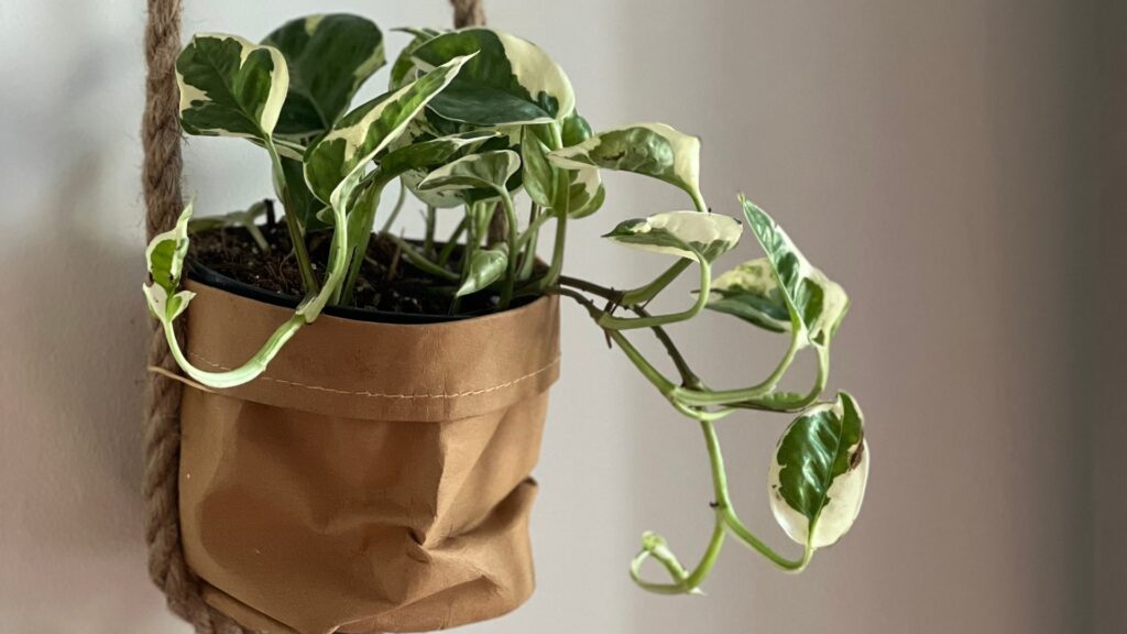 22 Stunning Pothos Varieties That Thrive Without Sunlight