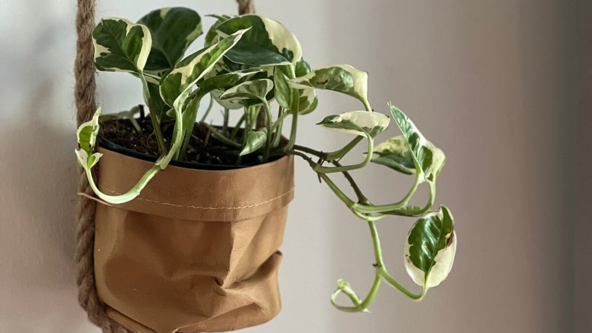 22 Stunning Pothos Varieties That Thrive Without Sunlight