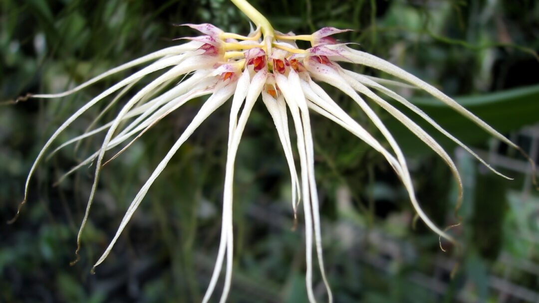 23 Rare Plants That Glow In The Dark (And The Fascinating Science ...
