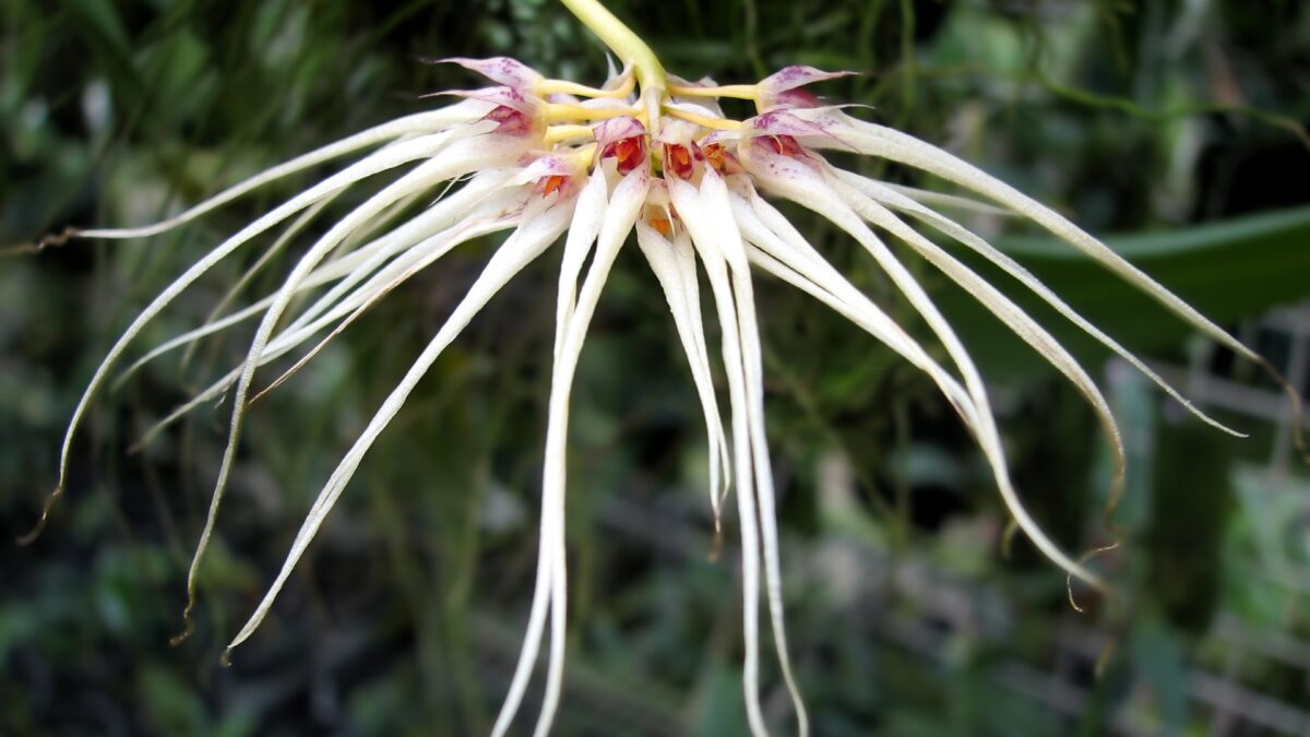 23 Rare Plants That Glow In The Dark (And The Fascinating Science ...