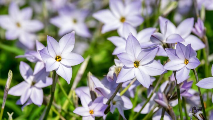 23 Stunning Star-Shaped Flowers To Add To Your Garden (And A Few To Skip)