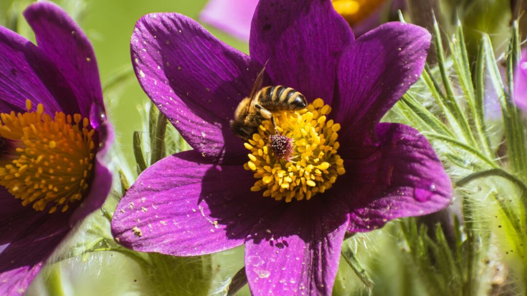 24 Best Plants For High-Altitude Landscaping (And 5 That Won’t Survive)