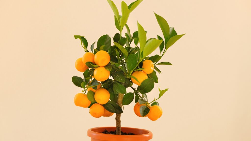 24 Easiest Fruit Trees To Grow In Pots For A Thriving Container Garden ...