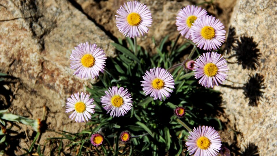 25 Best Drought-Resistant And Cold-Hardy Rocky Mountain Plants (Plus ...