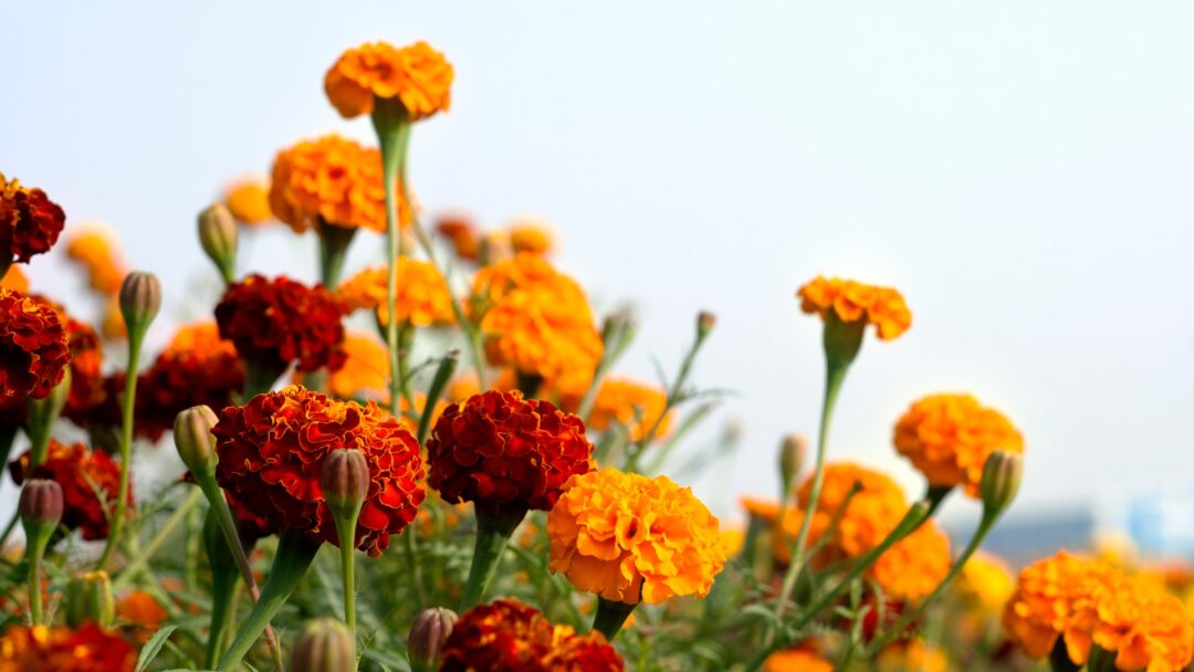 25 Best Flowers to Plant in Your Vegetable Garden (And Why You Should)